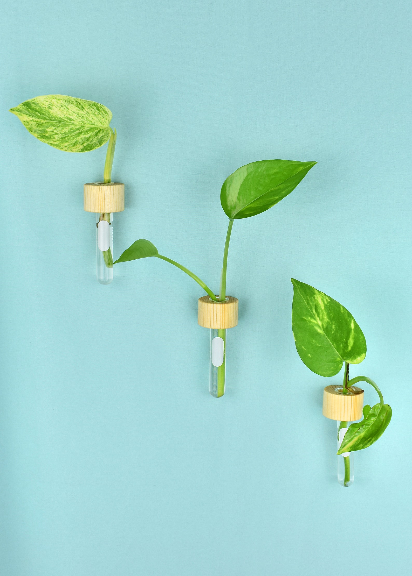 Magnetic Plant Propagation Station with Glass Test Tubes | Etsy
