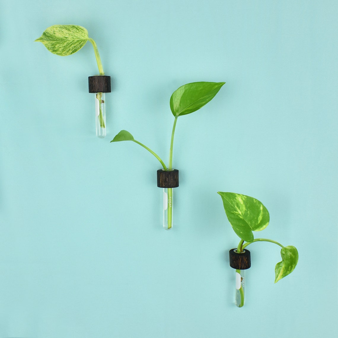 Magnetic Plant Propagation Station With Glass Test Tubes - Wood ...