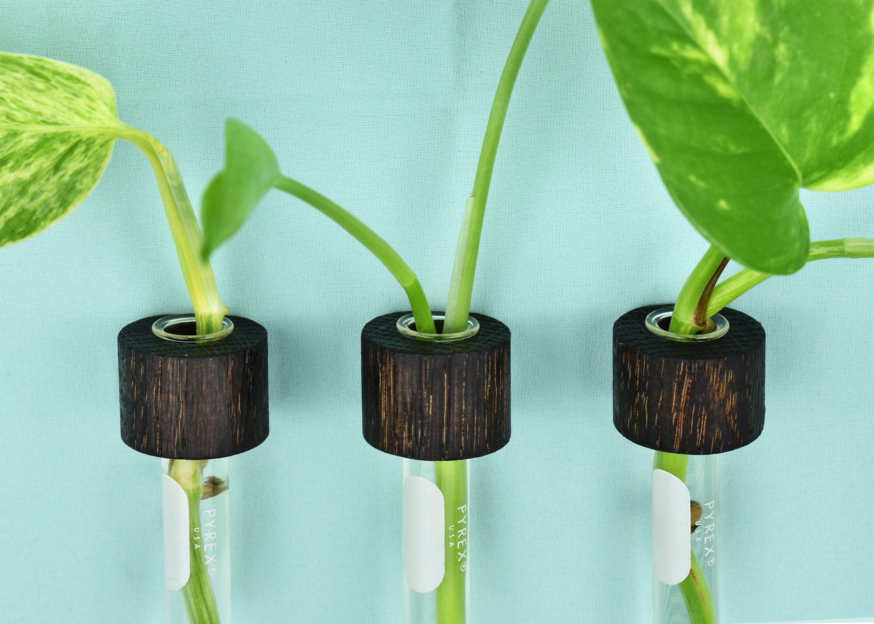 Magnetic Plant Propagation Station With Glass Test Tubes - Wood ...