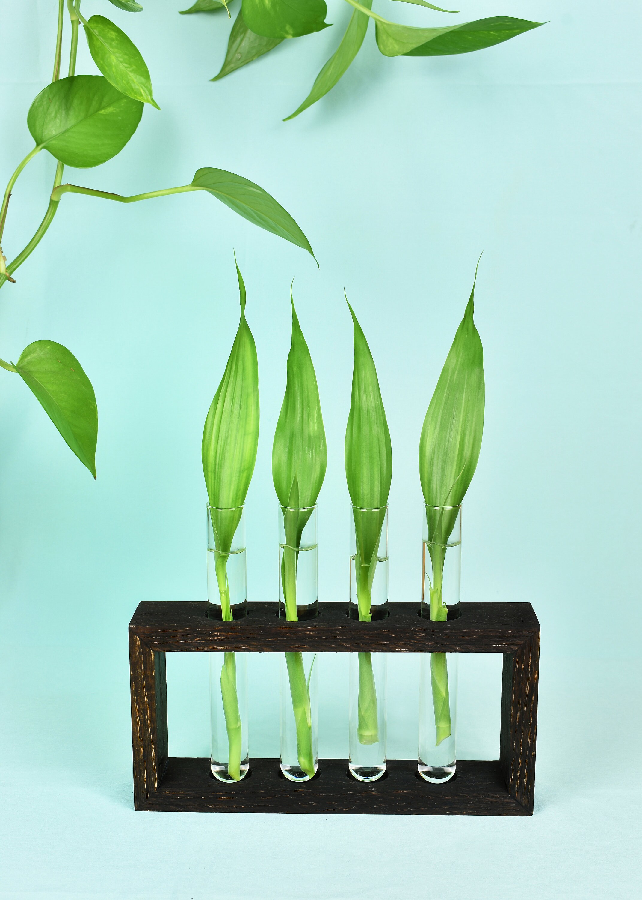 Plant Propagation Station With Glass Test Tubes - 4 Slot Red Oak Wood ...