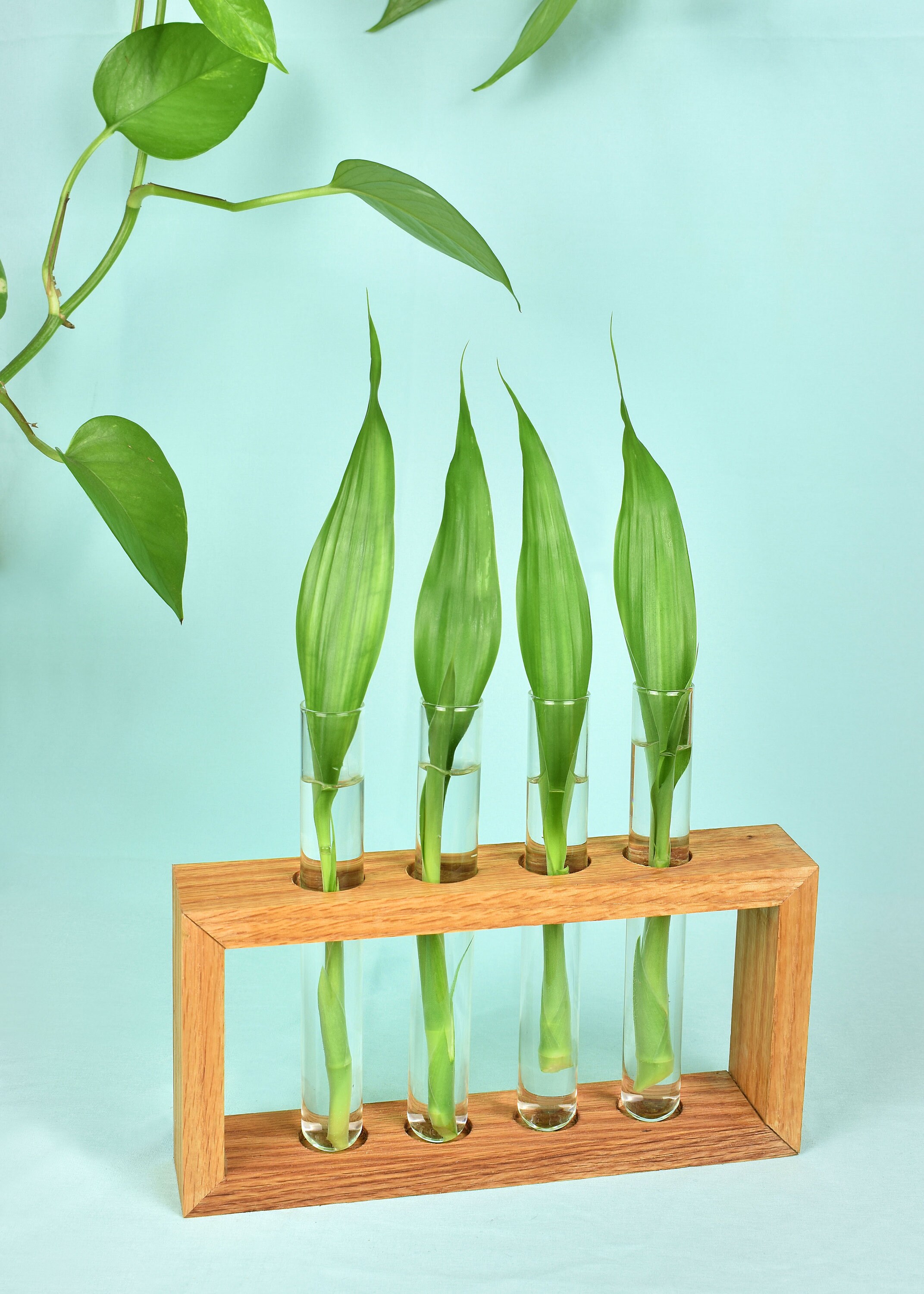 Plant Propagation Station With Glass Test Tubes - 4 Slot Red Oak Wood ...