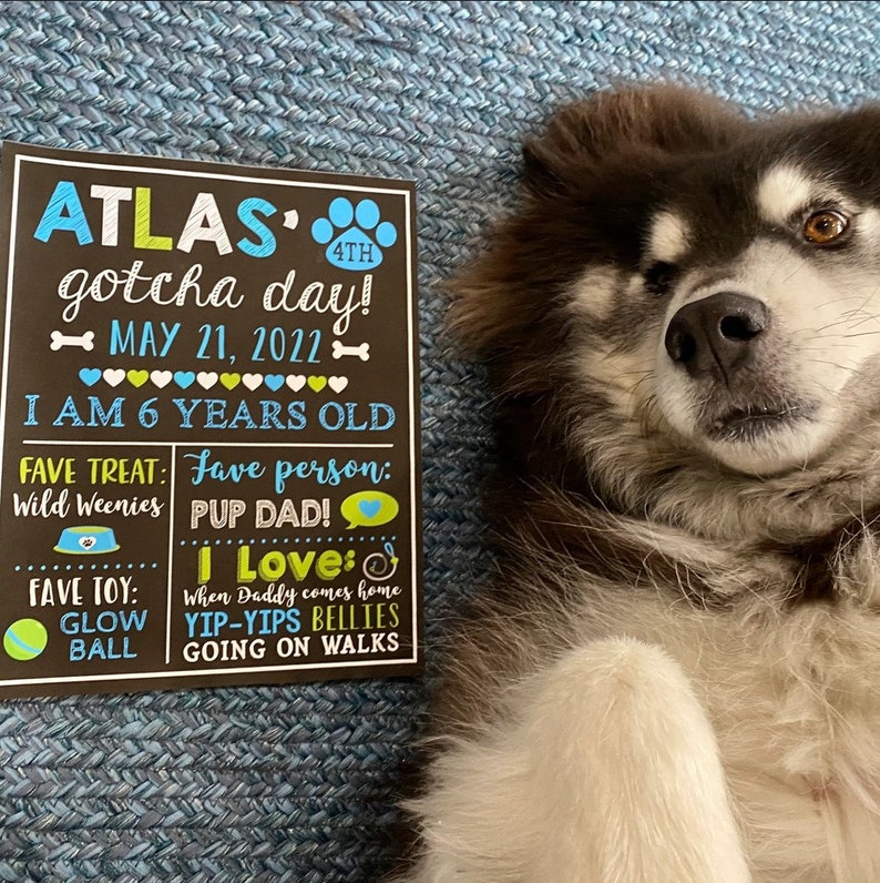 Dog Gotcha Day Sign Puppy 1 Year Poster Pet Birthday Stats - Etsy