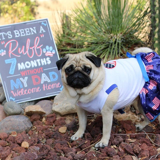 Welcome Home Dog Sign Dad Pet Homecoming Back From Deployment | Etsy