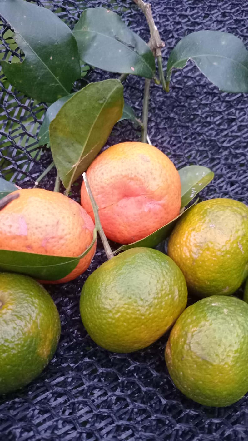 Ceylon Calamansi Mandarins Heen Naran Fresh Planting Seeds 100 Organic ...