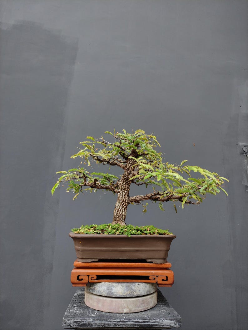 Tamarind Bonsai Tree. Extreme Style || Live Plant || Real Picture - Etsy