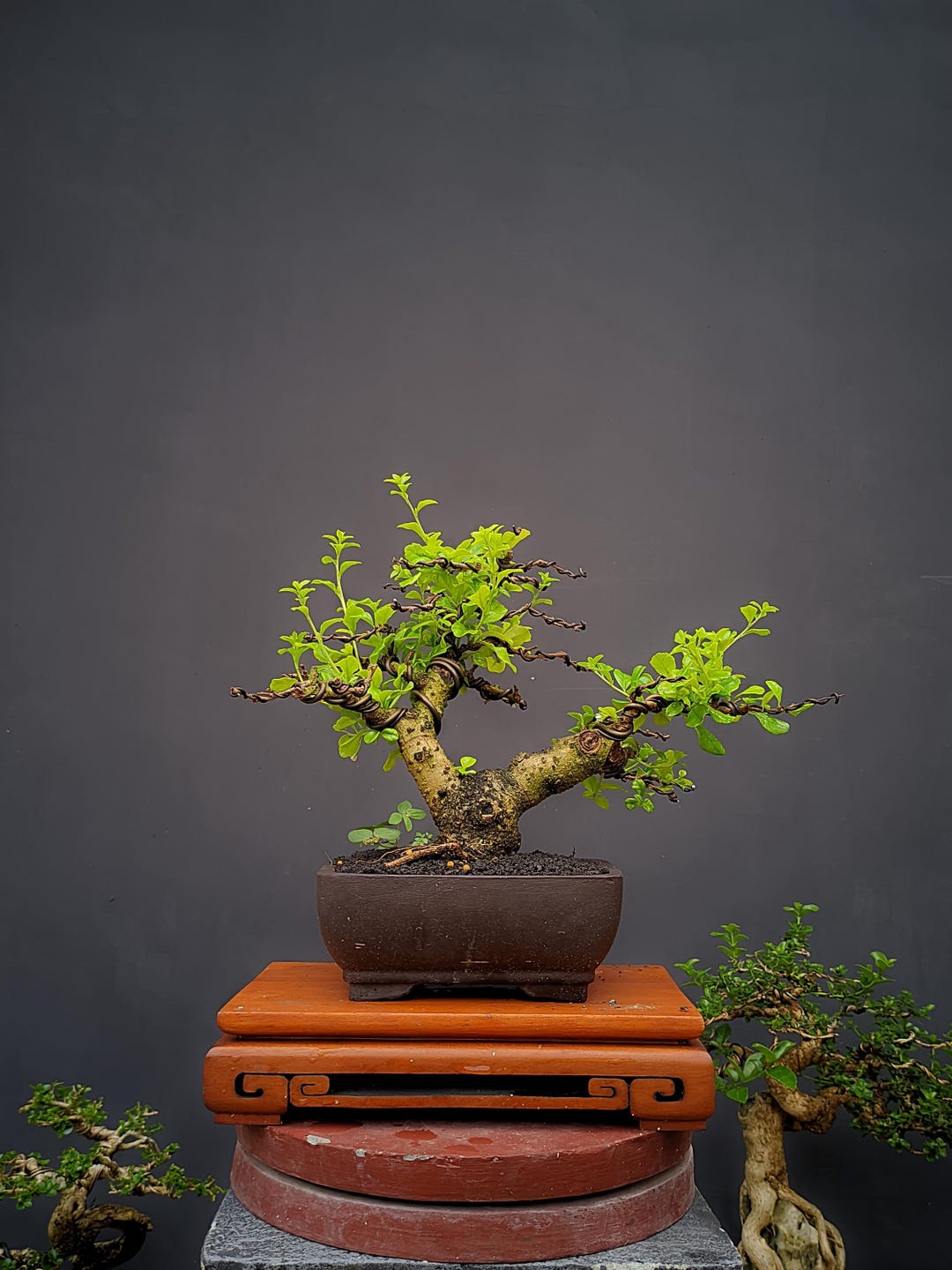 Hokiantea Bonsai Tree. Extreme Style || Live Plant || Real Picture - Etsy