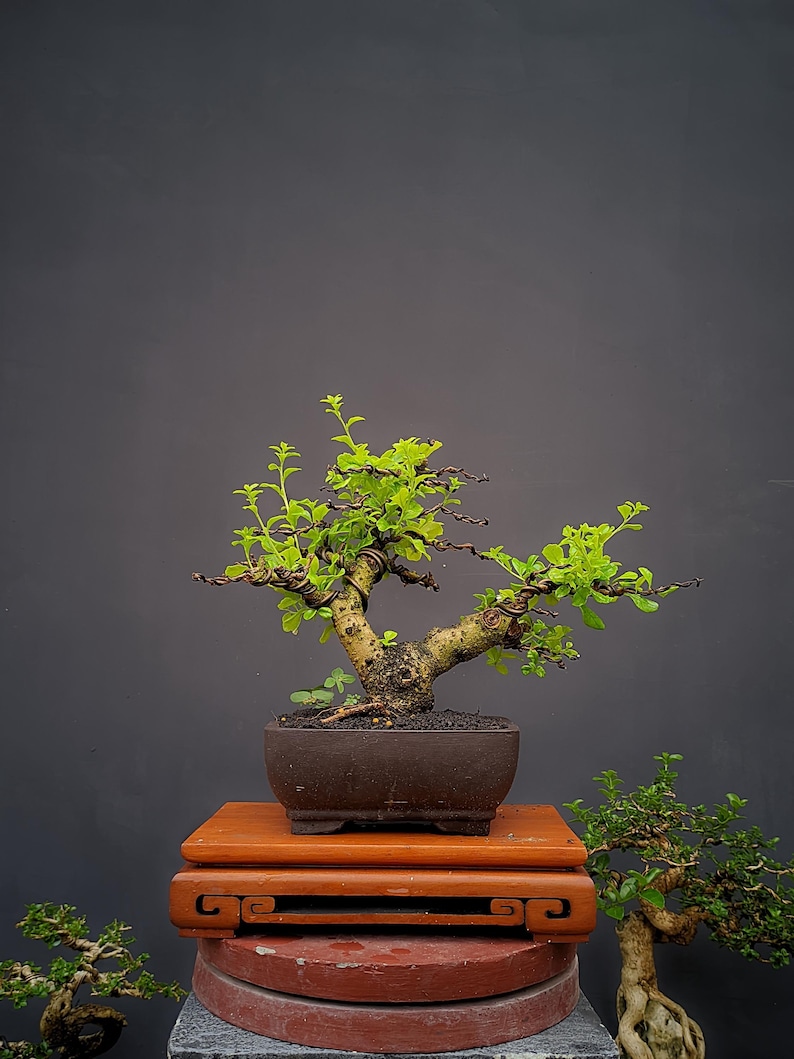 Hokiantea Bonsai Tree. Extreme Style || Live Plant || Real Picture - Etsy