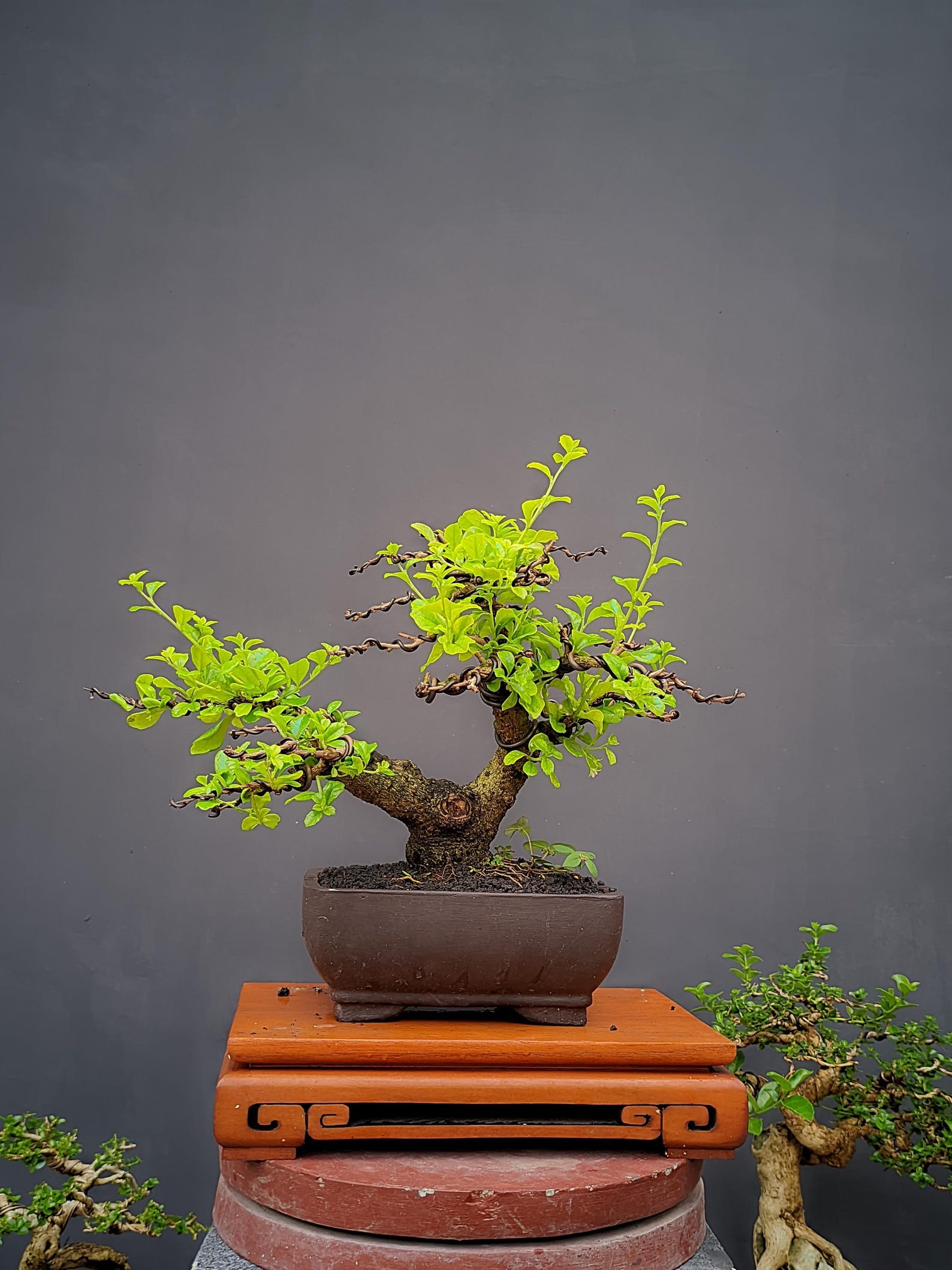 Hokiantea Bonsai Tree. Extreme Style || Live Plant || Real Picture - Etsy