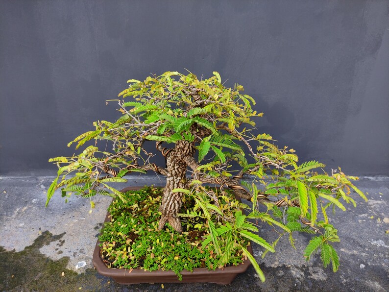 Tamarind Bonsai Tree. Extreme Style || Live Plant || Real Picture - Etsy