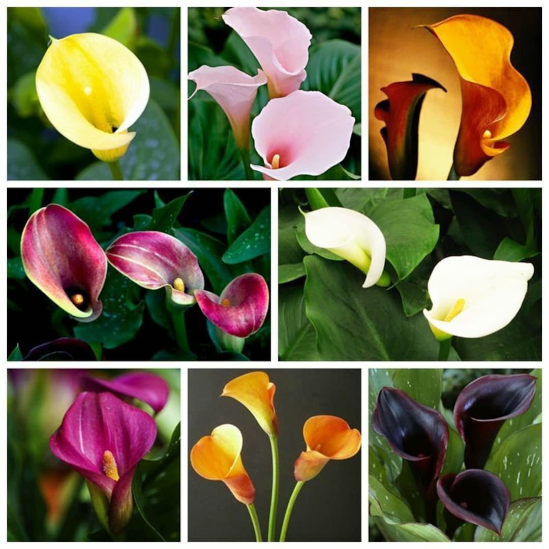 Colorful Calla Lily Seeds Calla Zantedeschia Seed 100 - Etsy