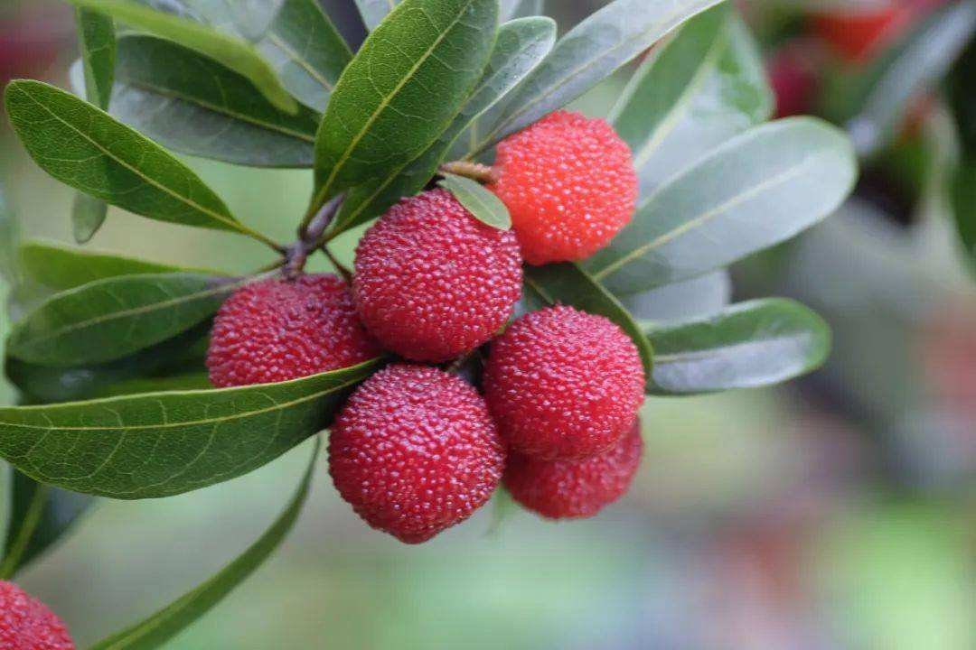 Red Bayberry Seeds Myrica Rubra Chinese Strawberry 30 - Etsy