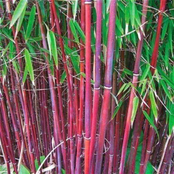 Giant Bamboo Seed - Etsy
