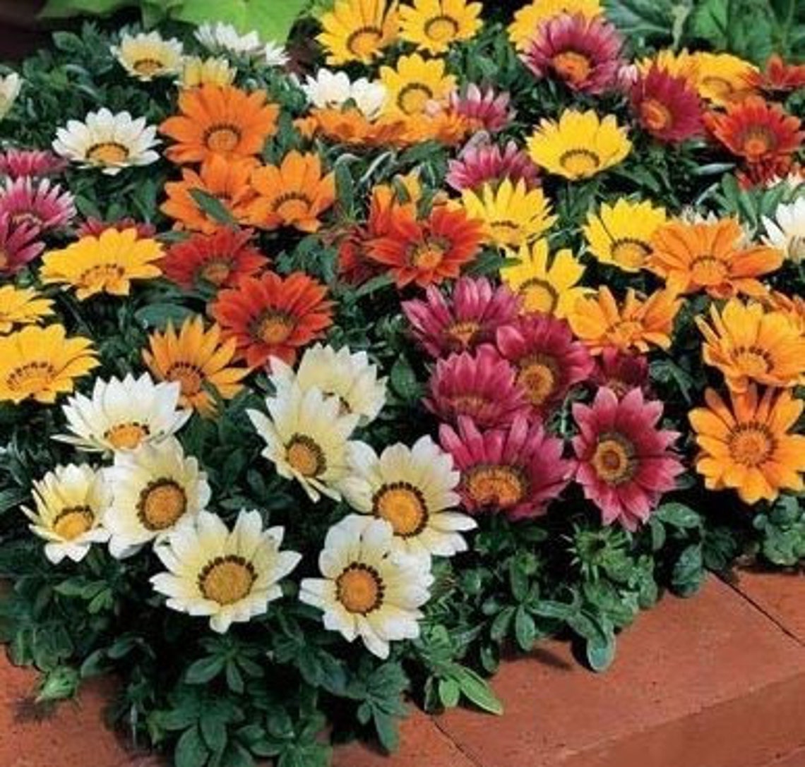Gazania Sunshine Mix 50 Seeds - Etsy