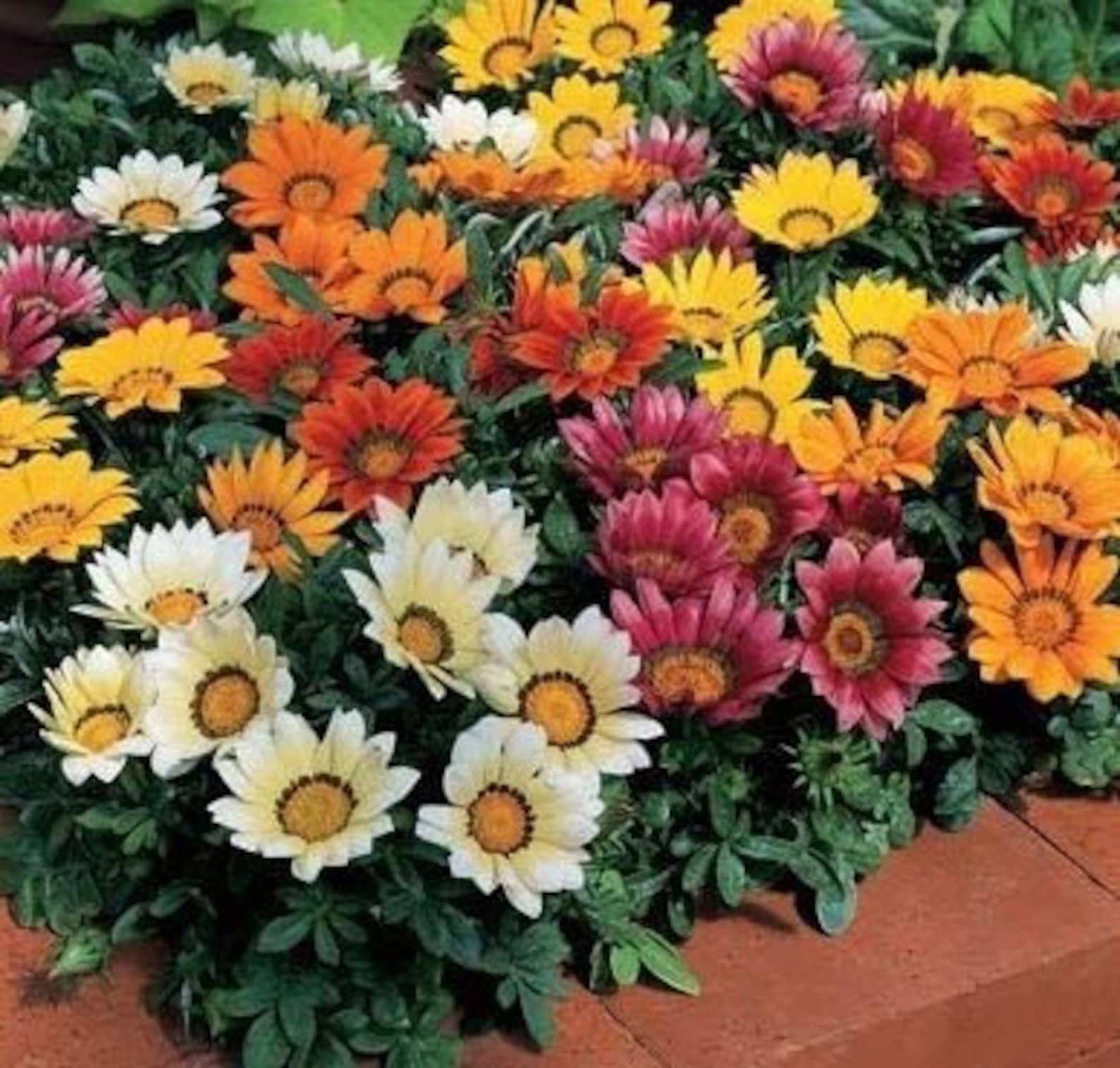 Gazania Sunshine Mix 50 Seeds - Etsy