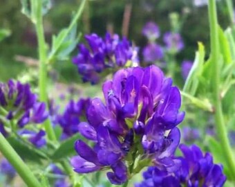 Medicago Seeds - Etsy