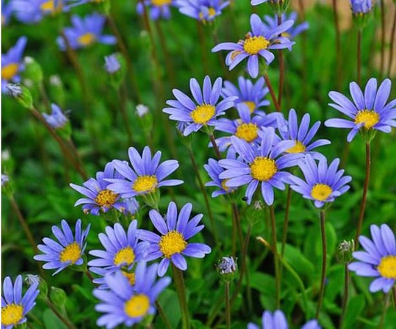 Felicia Blue Daisy
