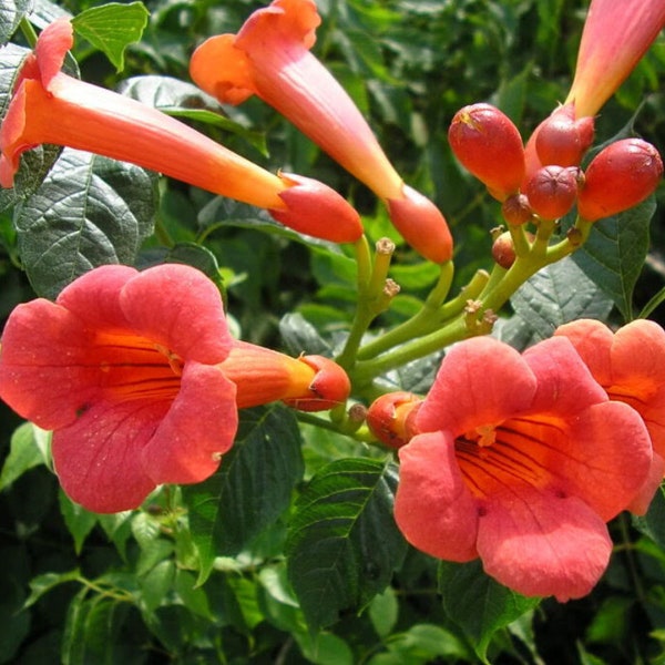Red Trumpet Vine Plant - Etsy