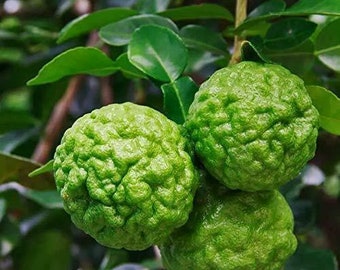 RARE Key LIME Fruit-grow Indoors in a Pot Very Juicy Fruit - Etsy