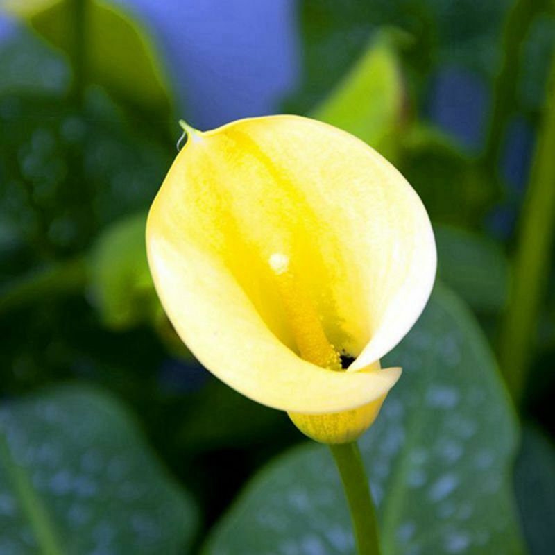 Colorful Calla Lily Seeds Calla Zantedeschia Seed 100 - Etsy