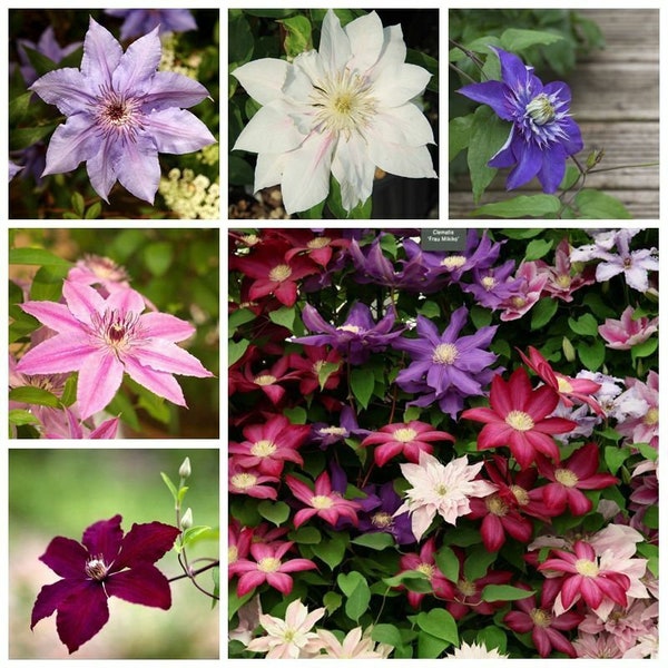 Clematis Seeds - Etsy