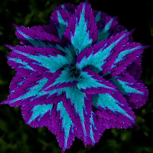 Blue Coleus - Etsy