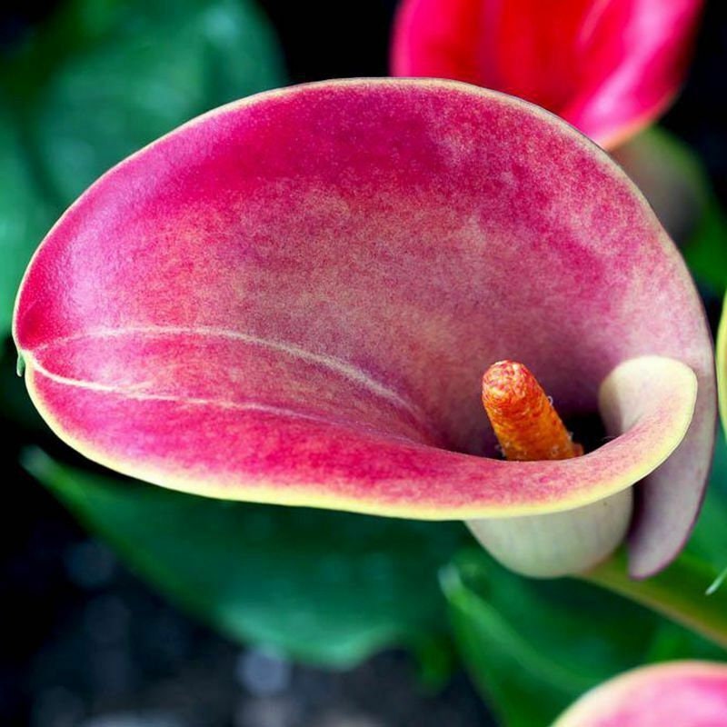Colorful Calla Lily Seeds Calla Zantedeschia Seed 100 - Etsy