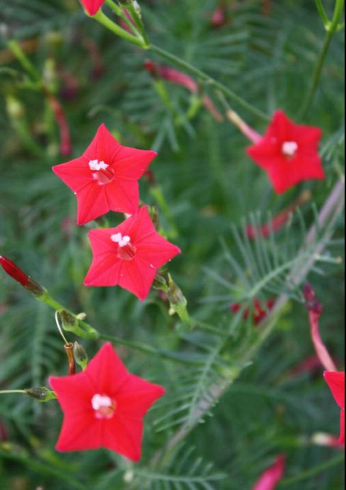 Cardinal Climber 25 Seeds - Etsy