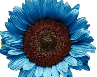 25 Blue Sunflower Seeds Plants Garden Plants Bonsai Rare - Etsy
