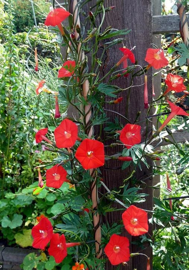Cardinal Climber 25 Seeds - Etsy