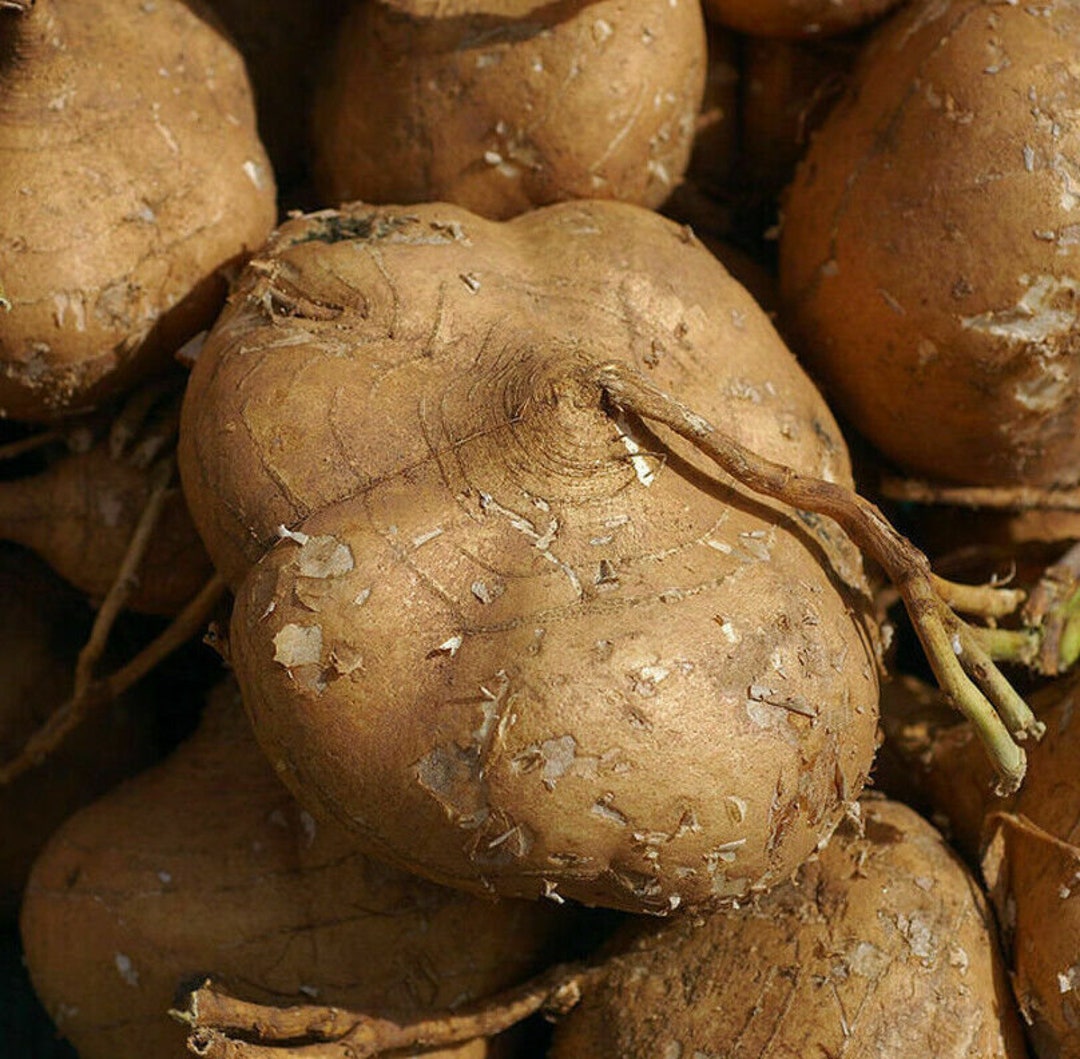 Jicama Seeds 20 Seeds - Etsy