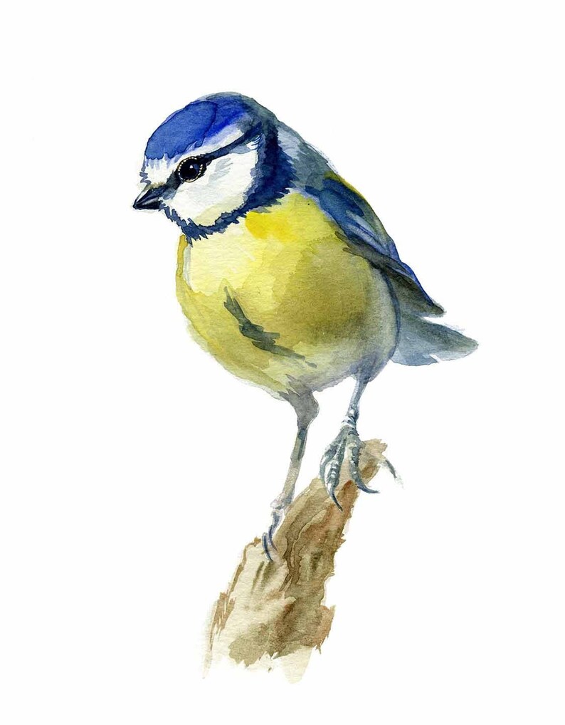 Pimpelmees, pimpelmeesje schilderij, vogel giclee afdruk / fine art ...