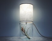 Terrarium / Display Table Lamp - The Green Head