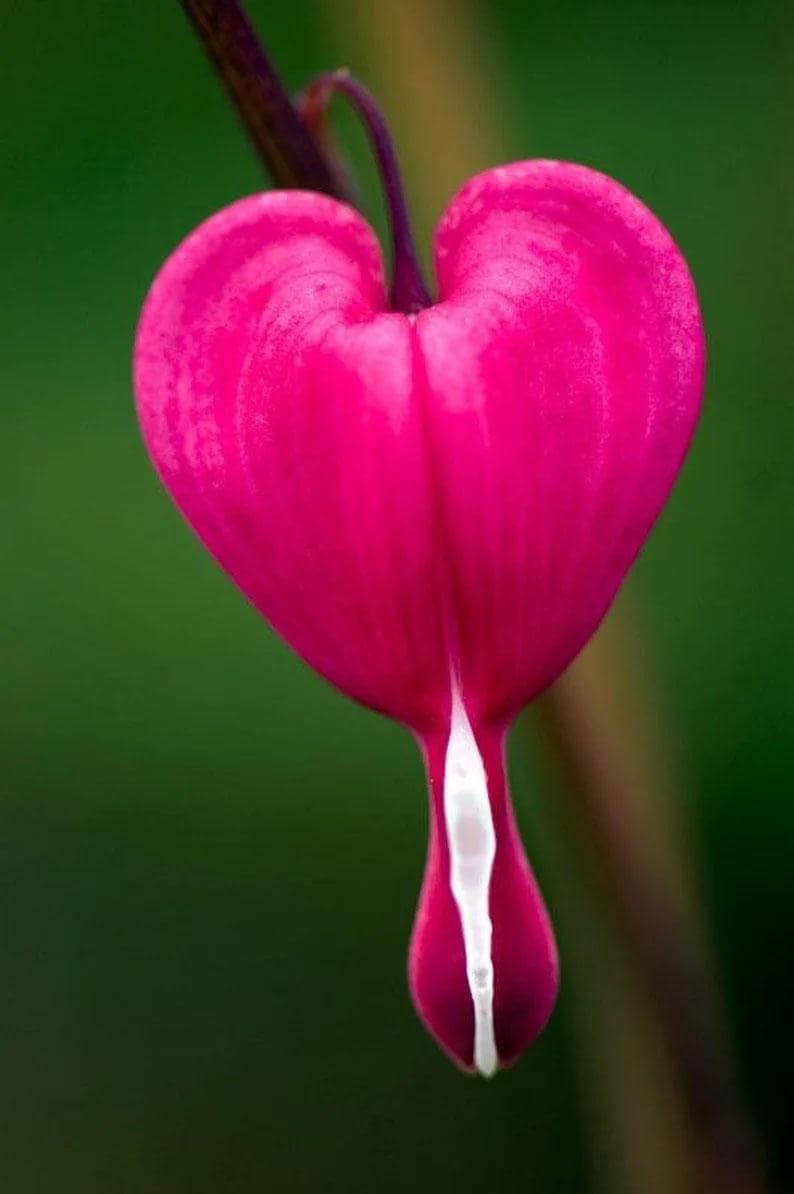 Pink Bleeding Heart Seeds – Lamprocapnos Spectabilis Perennial Plant - Etsy