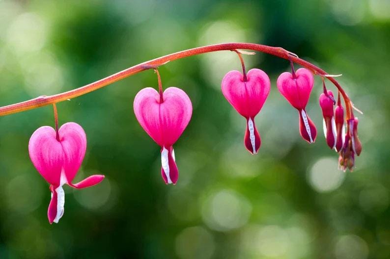 Pink Bleeding Heart Seeds – Lamprocapnos Spectabilis Perennial Plant - Etsy