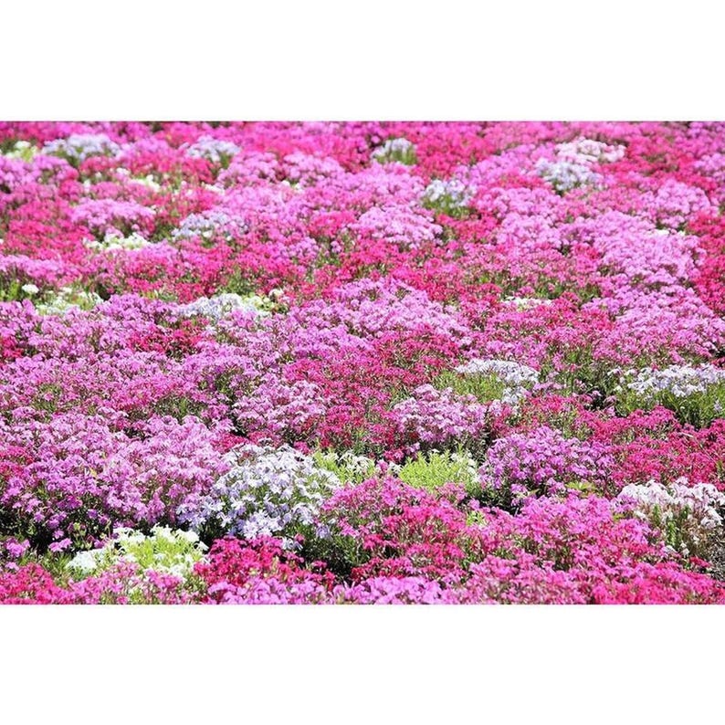 Mixed Color Creeping Ice Plant Seeds, Perennial Groundcover, Pollinator ...