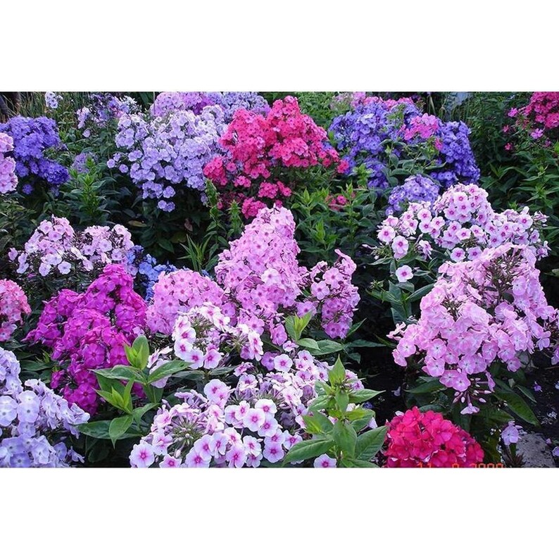 Mixed Color Creeping Ice Plant Seeds, Perennial Groundcover, Pollinator ...