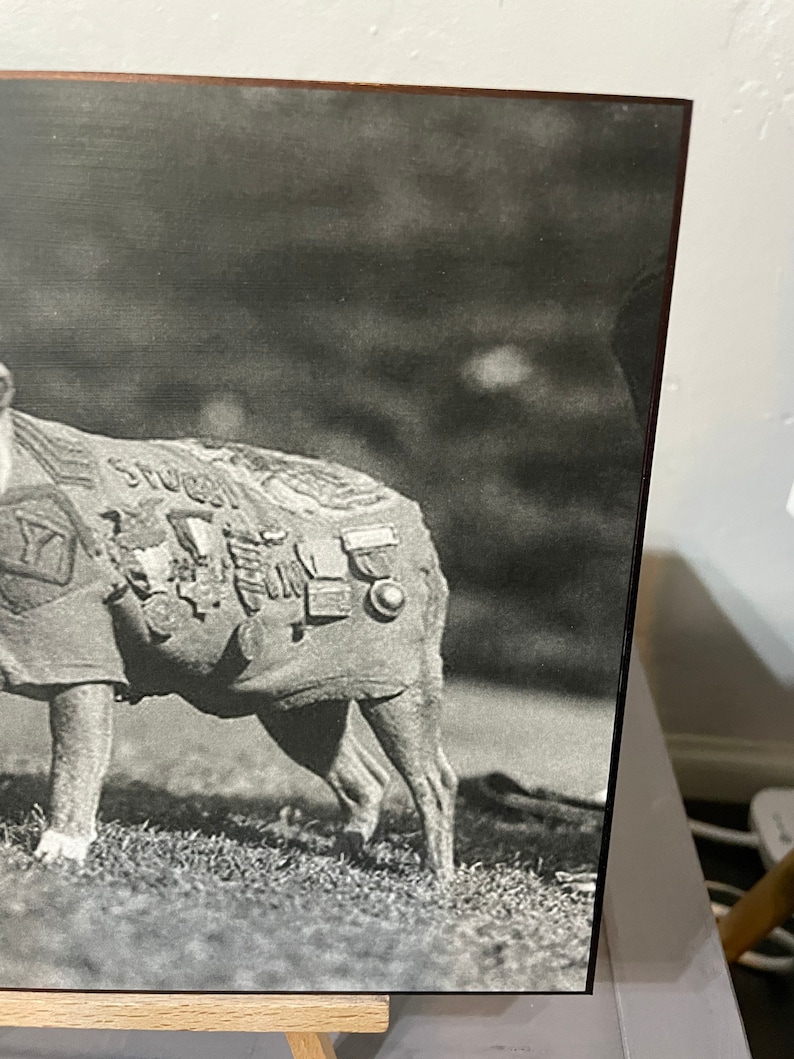 Sgt Stubby Print Decoupaged on Wood | Etsy