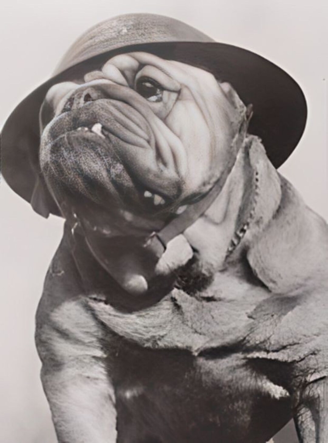 Vintage Military English Bulldog Photo Decoupaged on Wood - Etsy