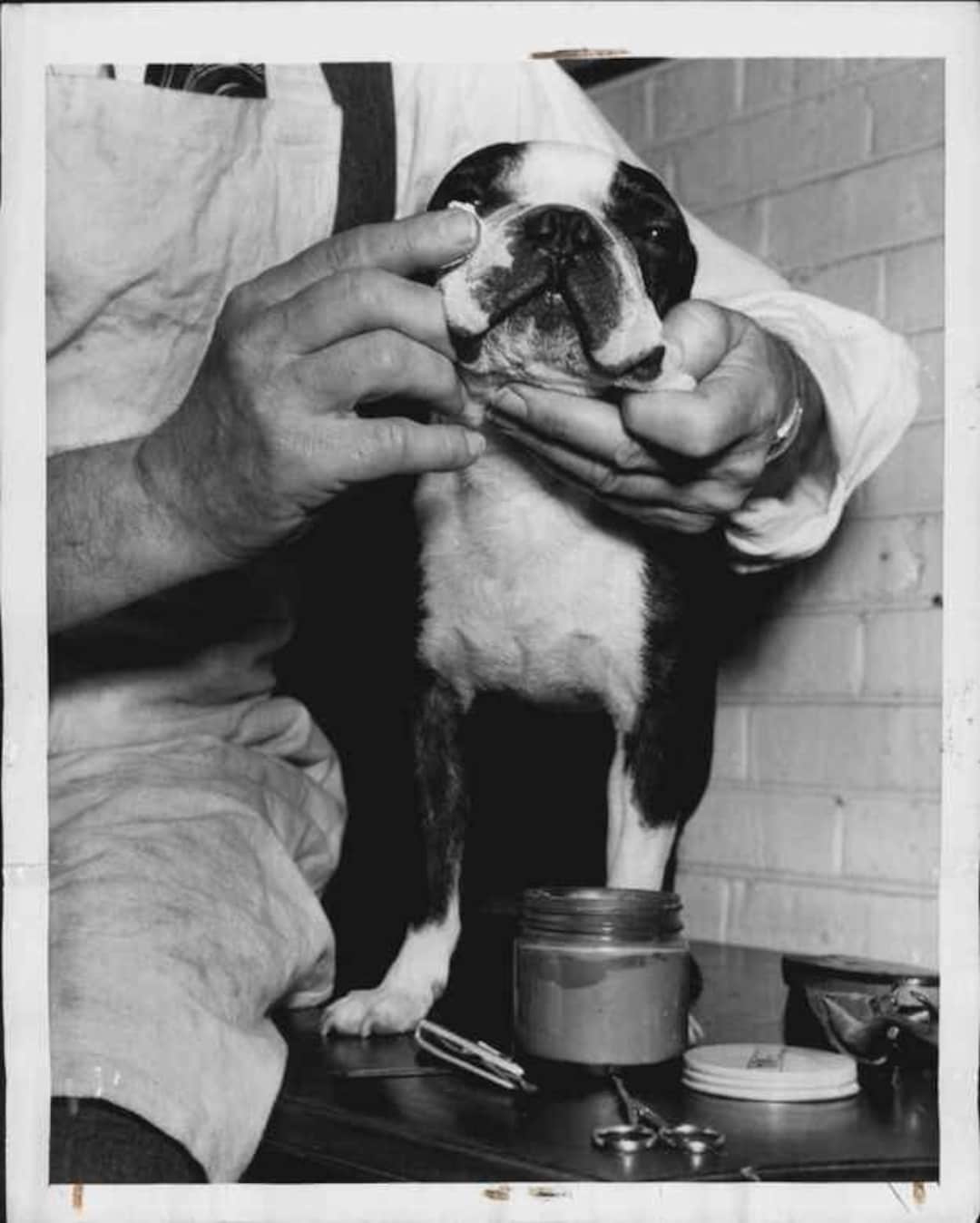 Vintage Boston Terrier at the Vets Art Decoupaged on Wood - Etsy
