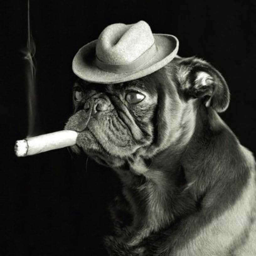 Pug Smoking Cigar Print Decoupaged on Wood - Etsy