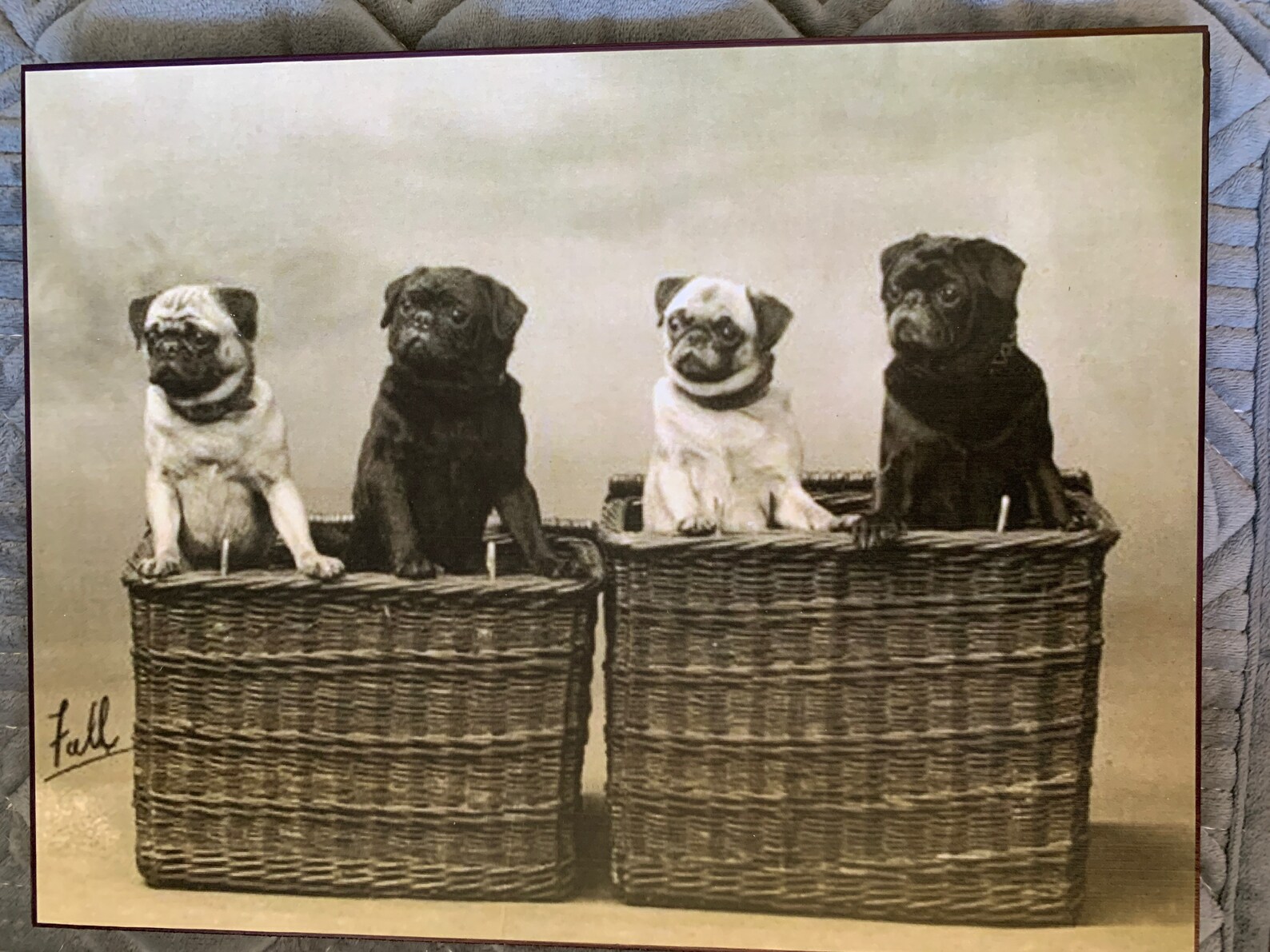 Four Pugs in Baskets Vintage Photo Decoupaged on Wood - Etsy