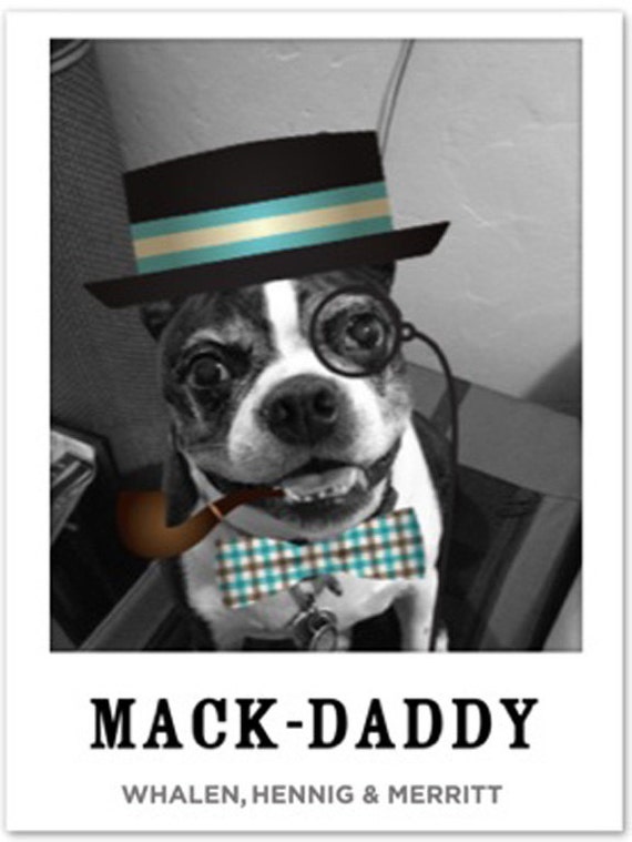 Boston Terrier Mack Daddy Photo Decoupaged on Wood | Etsy