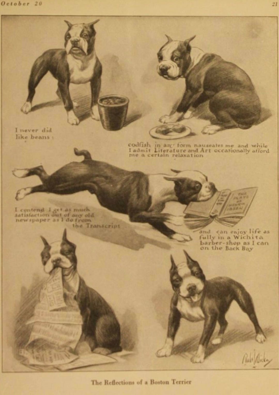 Vintage Boston Terrier Print Decoupaged on Wood - Etsy