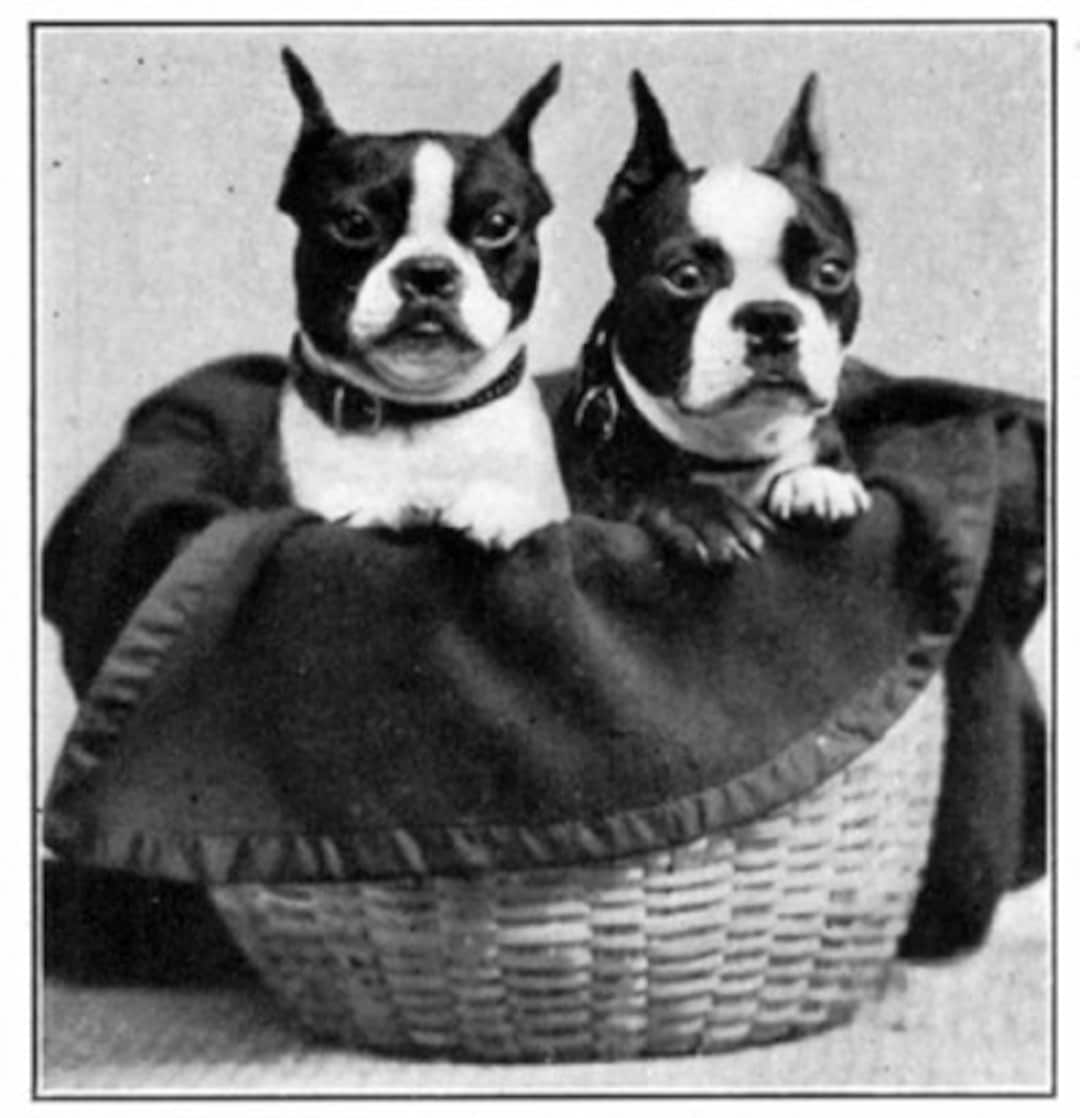 Two Boston Terriers in a Basket Vintage Boston Terrier Print Decoupaged ...
