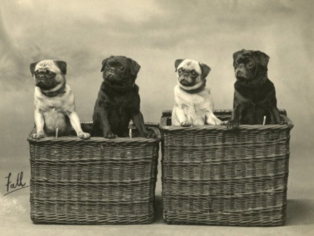 Four Pugs in Baskets Vintage Photo Decoupaged on Wood - Etsy