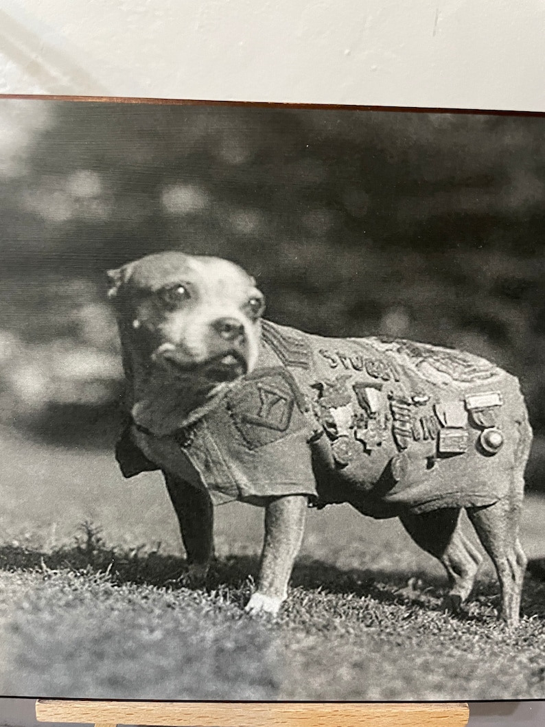 Sgt Stubby Print Decoupaged on Wood | Etsy