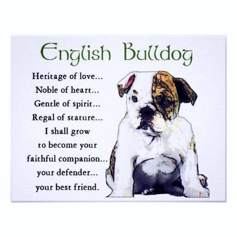 What is an English Bulldog Photo Decoupaged on Wood - Etsy