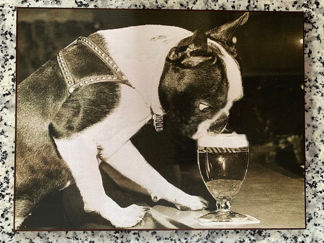 Vintage Boston Terrier Drinking Beer Print Decoupaged on Wood - Etsy