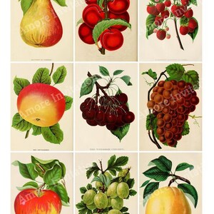 Printable Vintage Fruits Collage Sheets Set, Images of Fruit, Clip Art ...