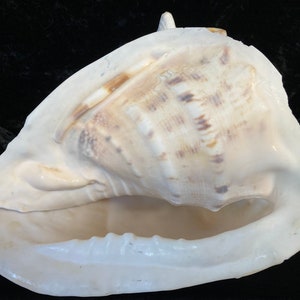 Queen Helmet Conch Shell 9" Tall X 10" Long - Etsy